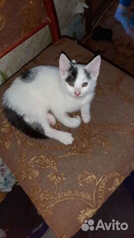 Полусиамские котята