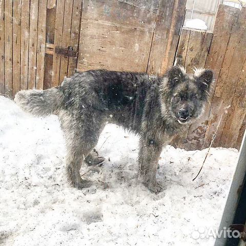 Собака Багира Стерилизована.Привезем.Метис кавказц