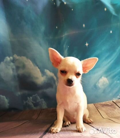 Чихуахуа девочка блондика