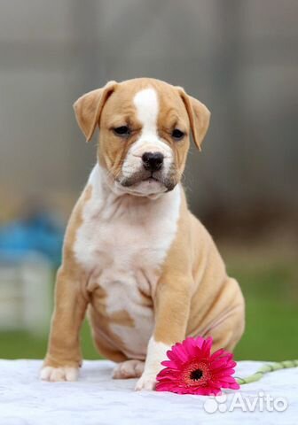 «Красоточка-стаффочка» из питомника