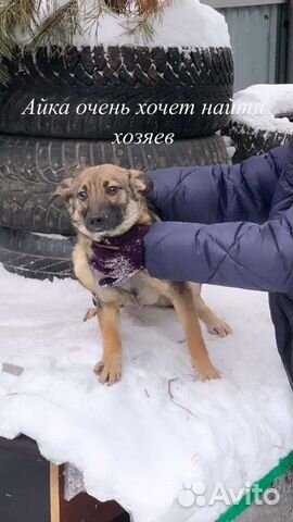 Айка маленькая собачка