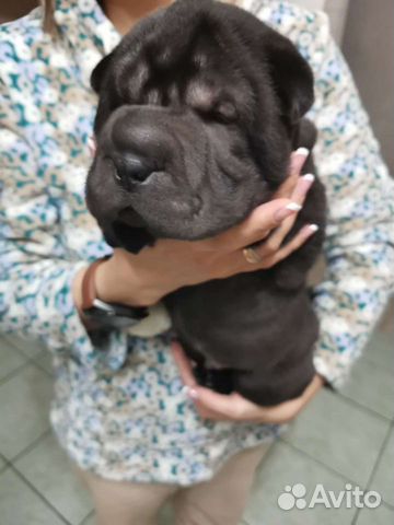 Шарпей мальчик