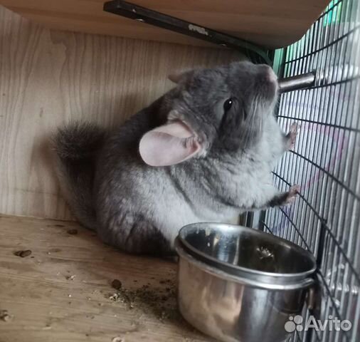 Шиншилла Гетеробежевая девочка. 4 месяца