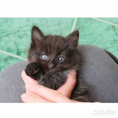 Котёнок Леонард (Галстук)