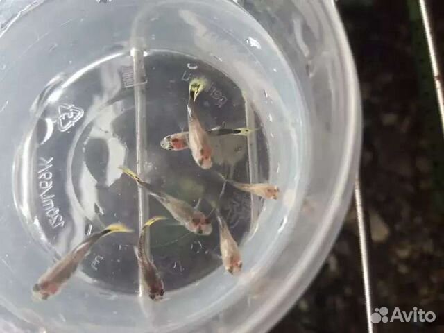 Мальки гуппи