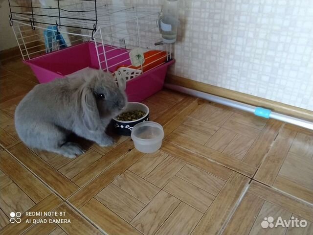 Декоративный кролик бесплатно