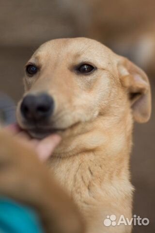 Красавица Луиза ищет дом