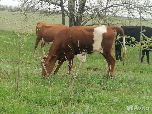 Тёлка на мяса