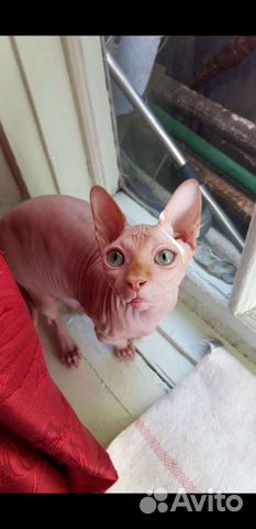 Канадский сфинкс