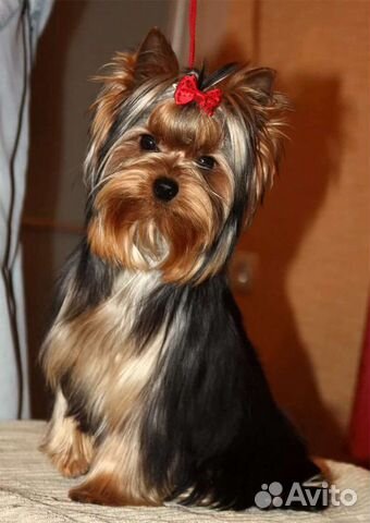 Йоркширский терьер мини вязка