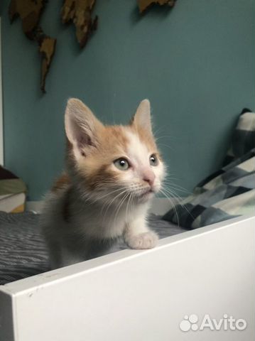 Котенок мальчик 2 месяца рыжий в добрые руки
