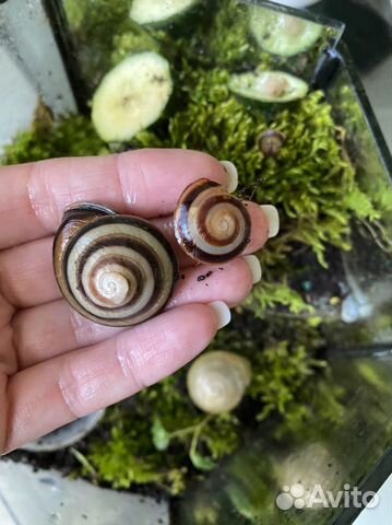 Улитки караколусы