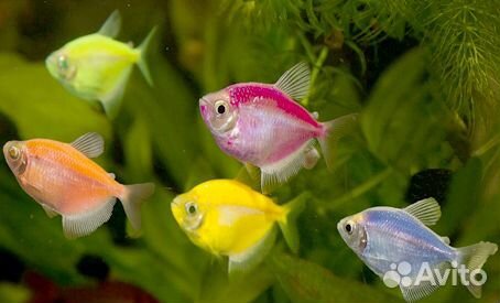 Тернеции глофиш (обмен)