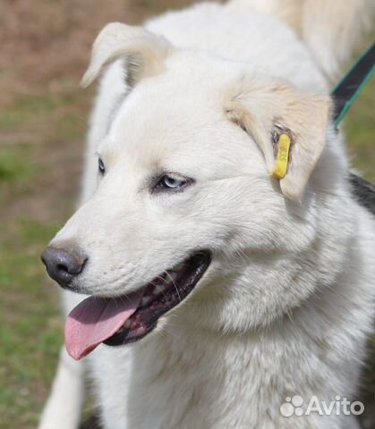 Потрясающий песик