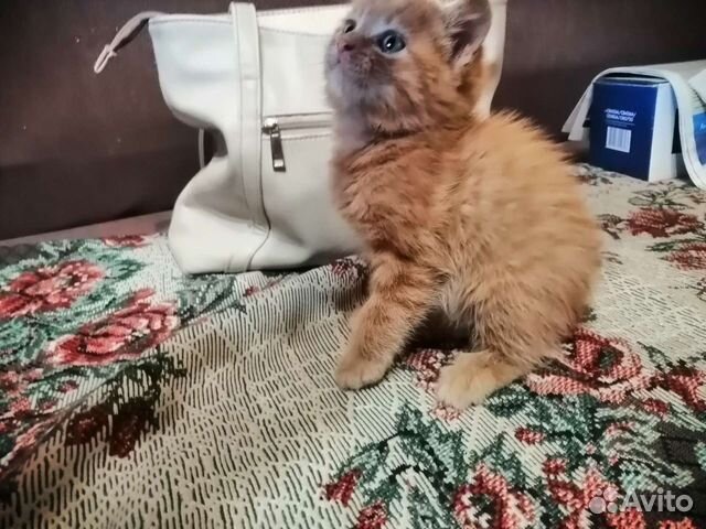 Котята кошки бесплатно