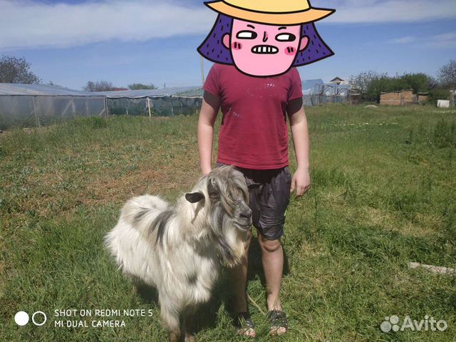 Козёл