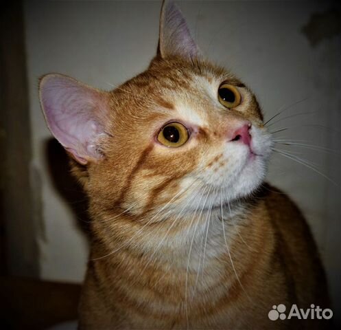 Рыжий котик Феликс