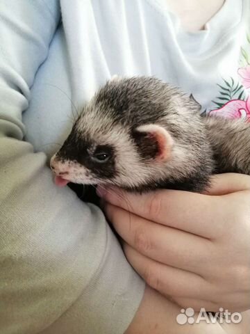 Хорек девочка