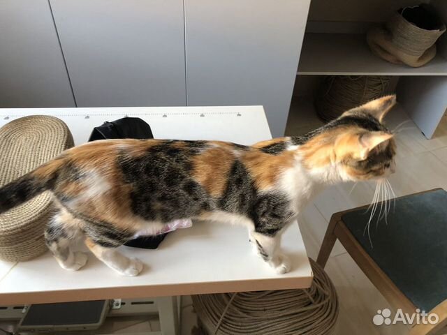 Кошка девочка трехцветная 6 месяцев