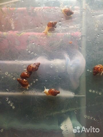 Продаются семпатичные улитки ахатины от белой мамо