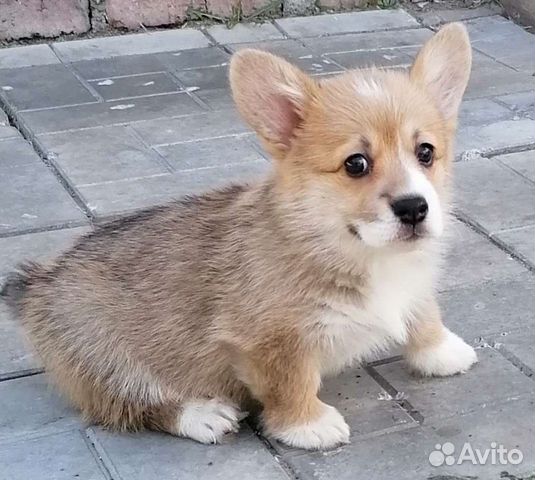 Продам корги
