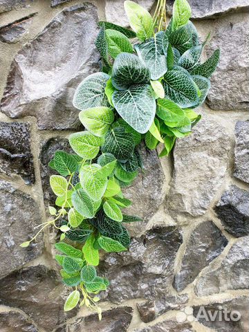 Растения для террариума и декора