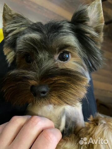 Молодой кобель йорка ищет невесту