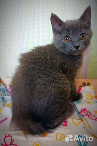 Шотландские котята