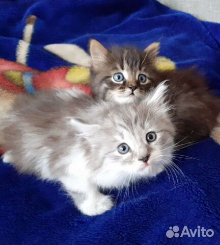 Милые котята от сибирского кота