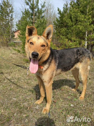 Марик в добрые руки, овчароид