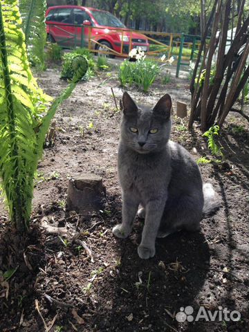 Потрясающая кошечка в поисках дома