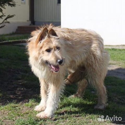 Одуванчик ищет дом, собака в добрые руки