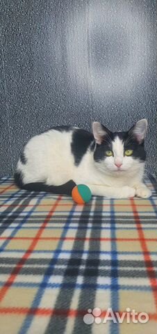 Кот в добрые руки