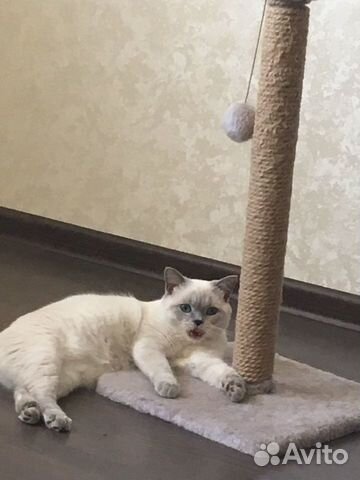 Вязка кота (шотландец)