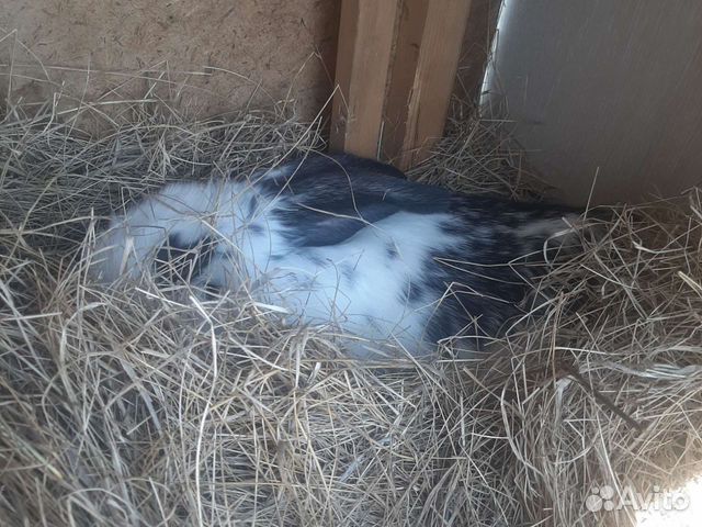 Продам кроликов