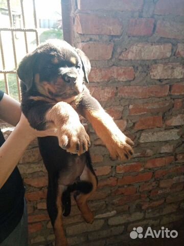 Щенки ротвейлера продажа