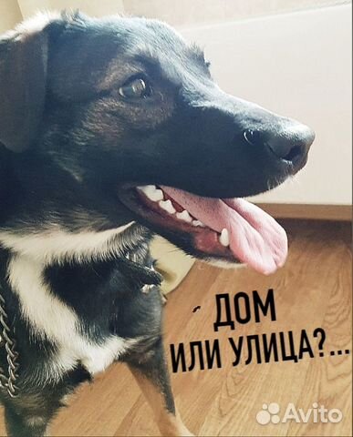 Спасите маленькую собачку