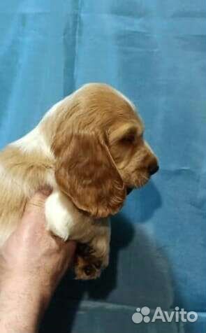 Английский Кокер Спаниель,щенки,девочки