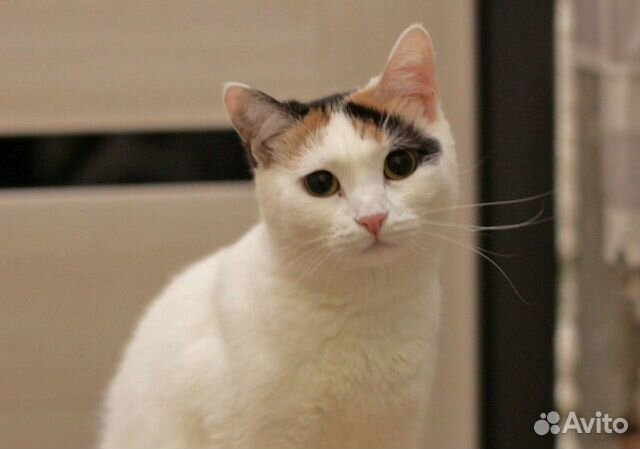 Кошечка в добрые руки