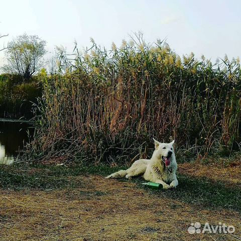Кабель швецарской белой овчарки для вязки