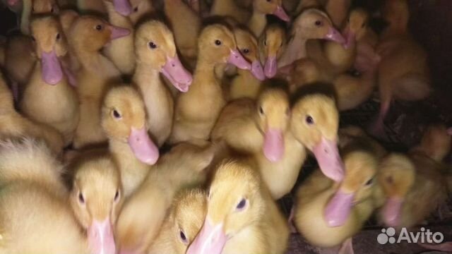 Утята Агидель