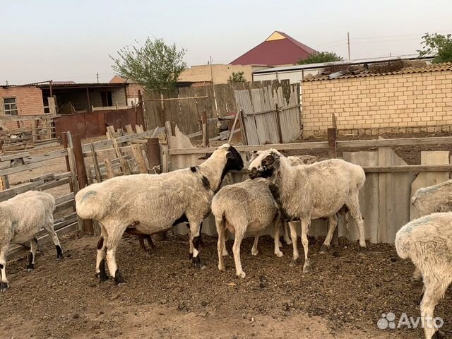 Овцы бараны матки
