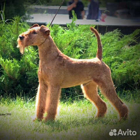 Шикарные щенки ирландского терьера