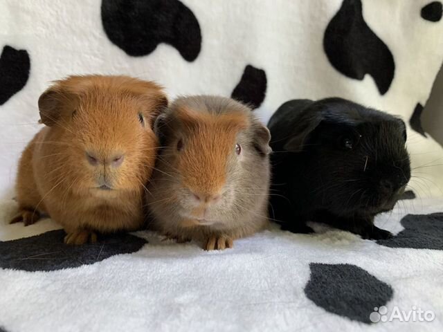 Морские свинки порода крестед мальчики