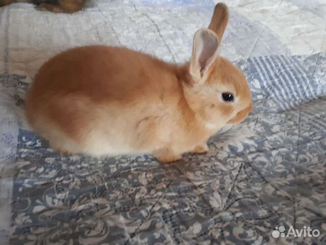 Декоративные карликовые Кролики