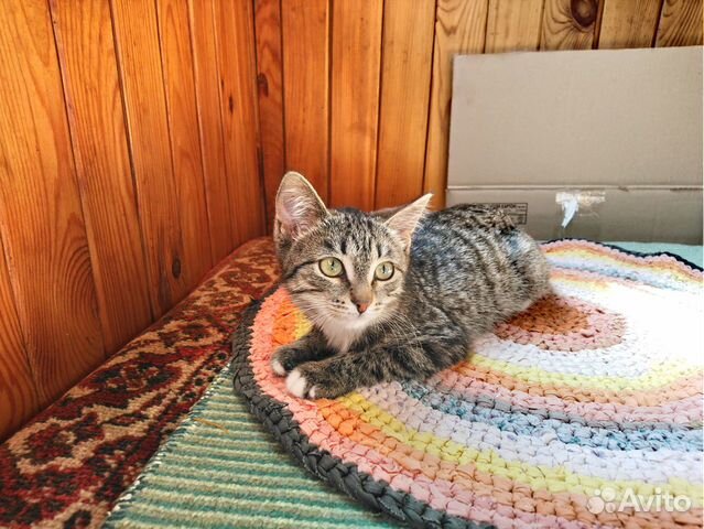 Котенок мальчик 4 месяца