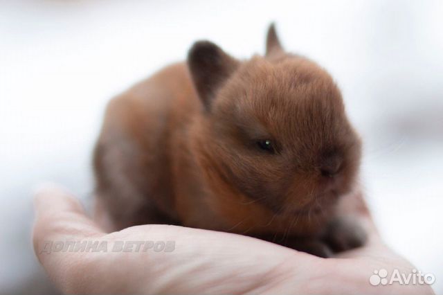 Домашние карликовые крольчата