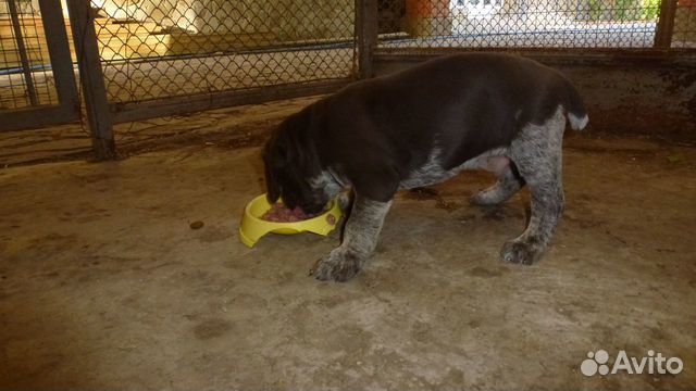 Продаю щенка дратхаара