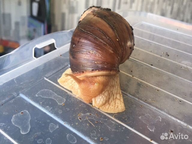 Улитки ахатины пантра