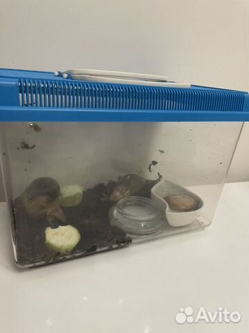 Улитки Ахатины бесплатно